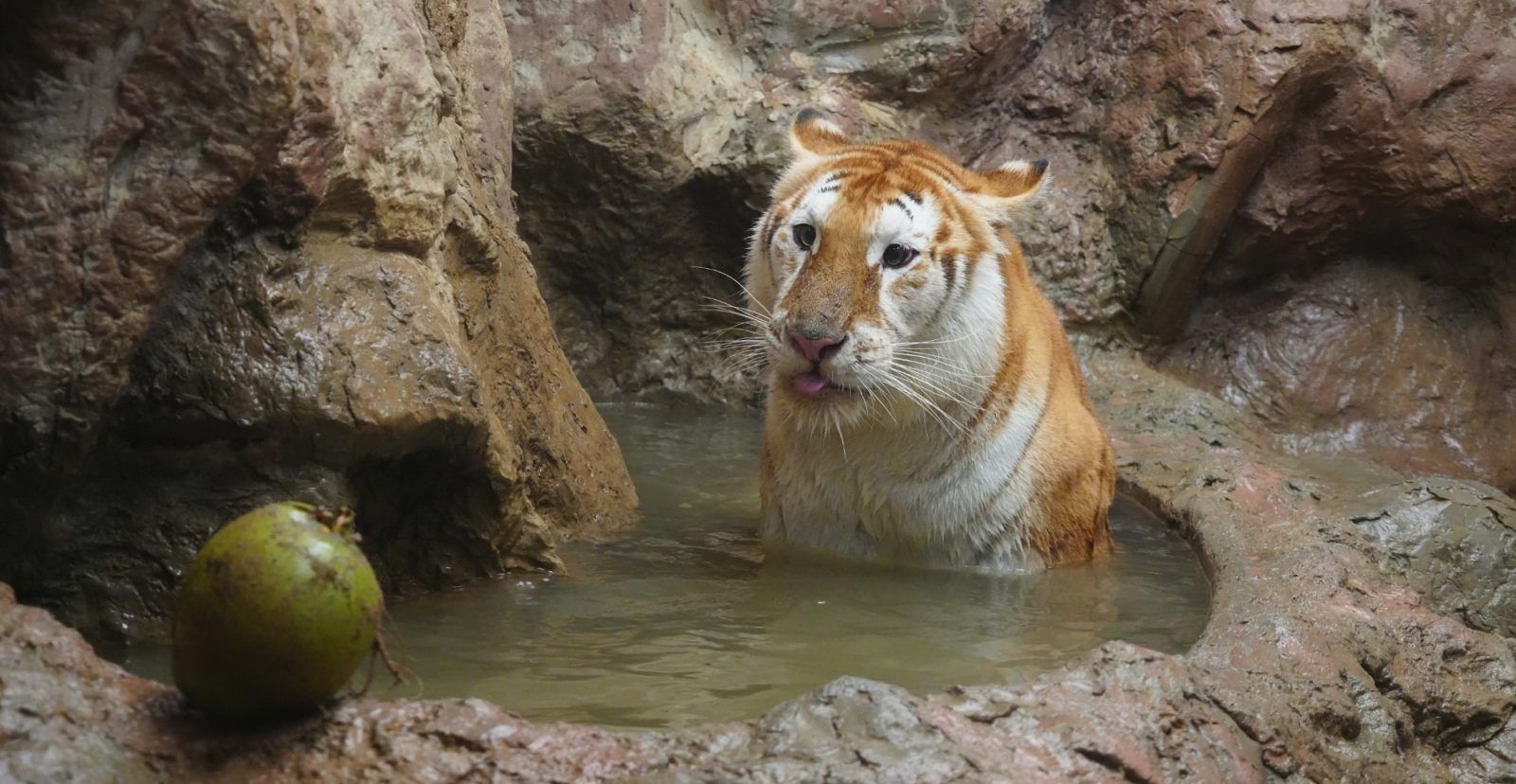 Ava and the golden tiger breed: Everything you need to know