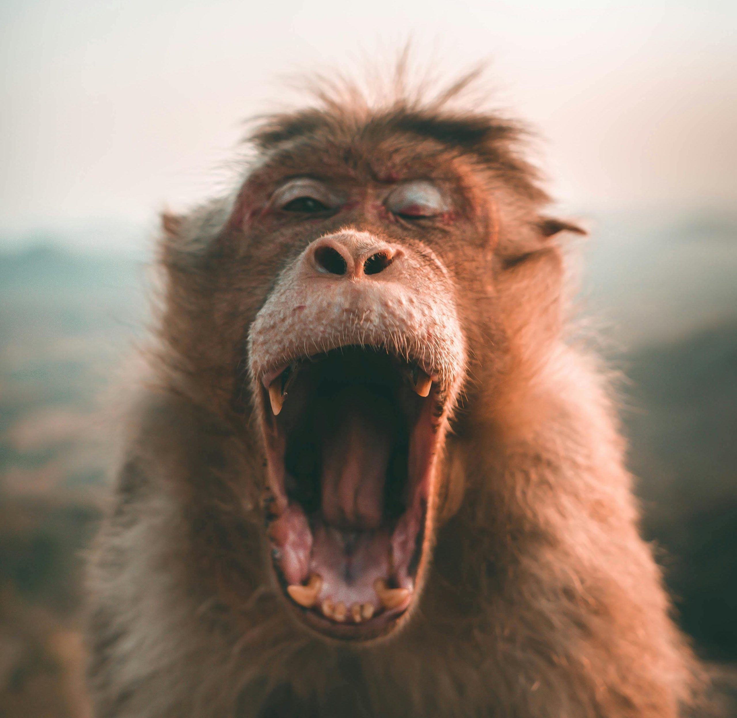 Do animals get high? Here's what the science says | Lifestyle Asia Thailand