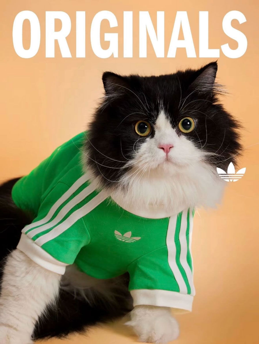 Adidas Originals just launched a Pet Collection