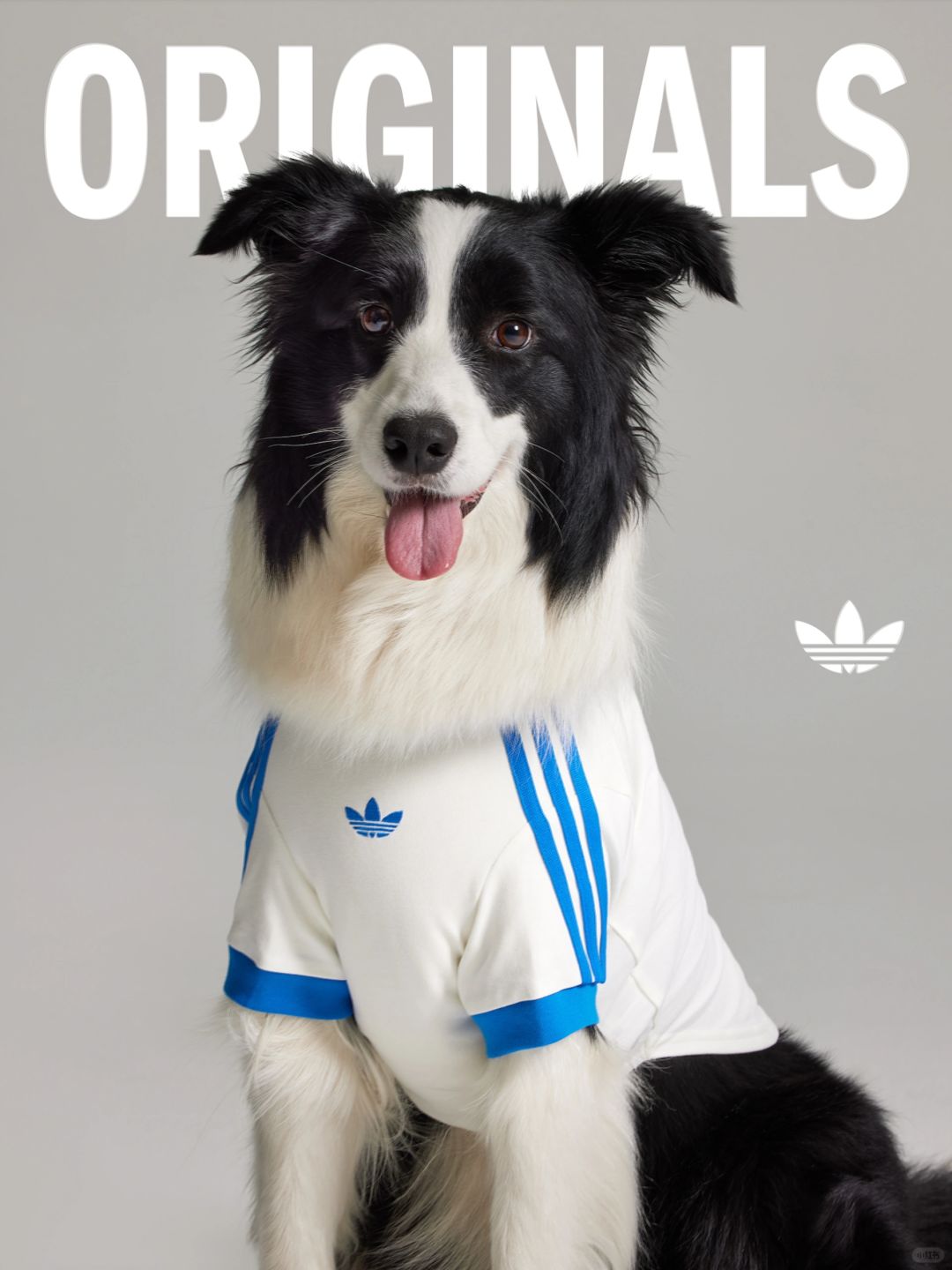 Adidas Originals just launched a Pet Collection