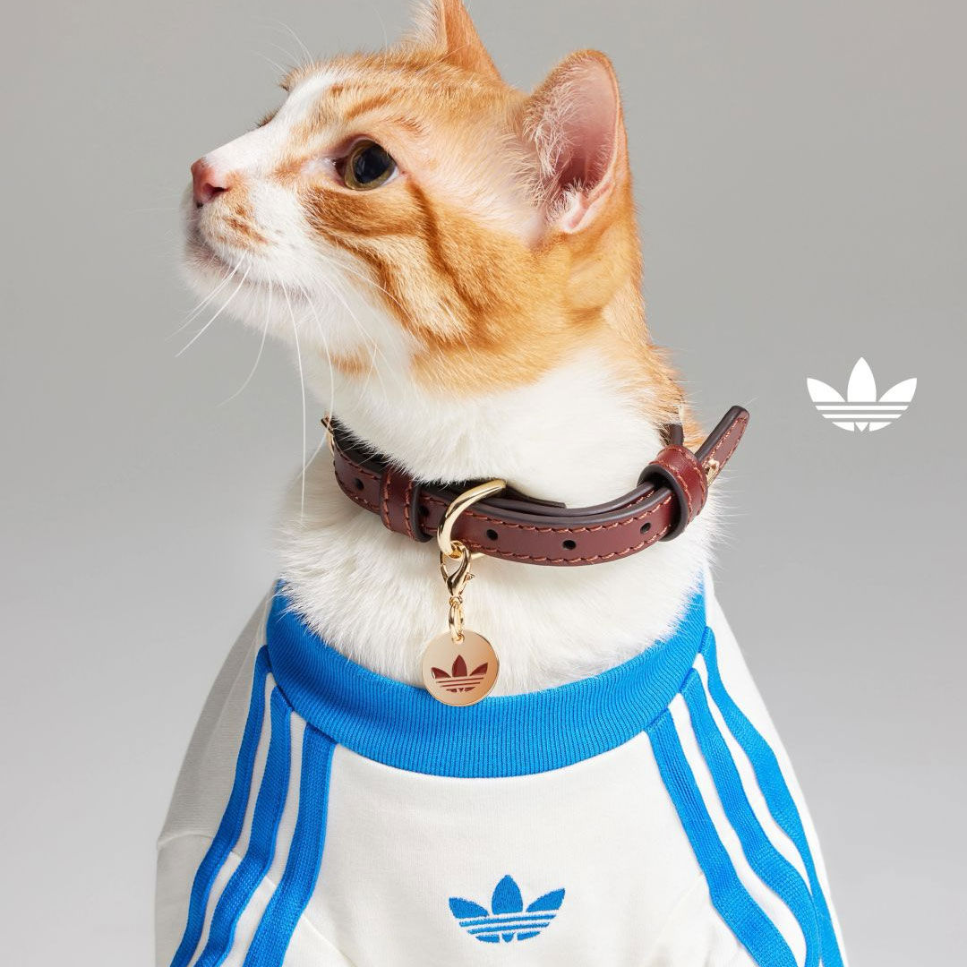Adidas Originals just launched a Pet Collection