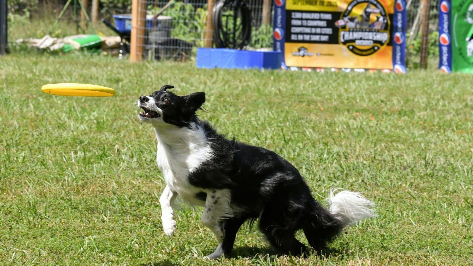 All you need to know about Hong Kong's Doggo Fest 2025