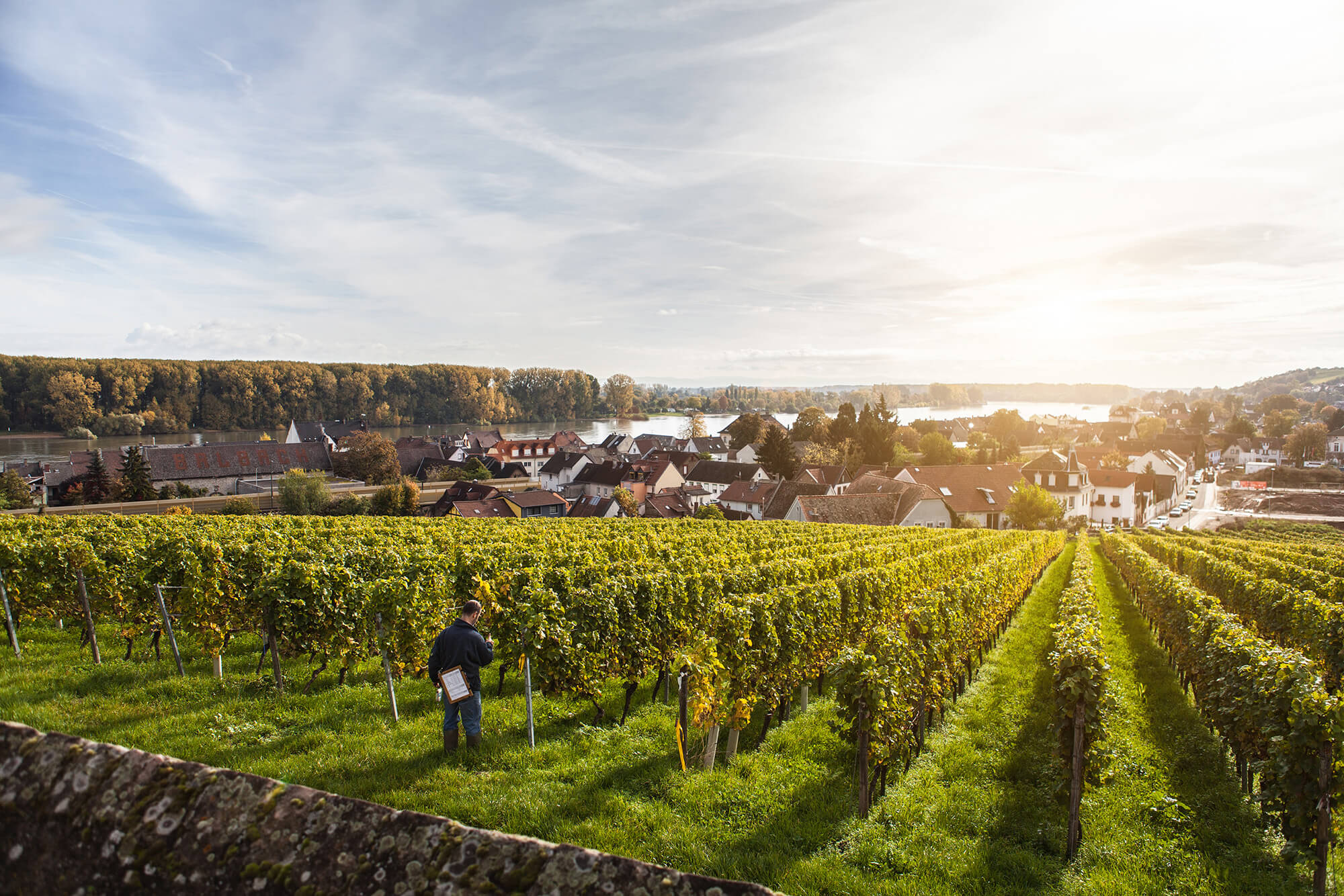 The most scenic wine regions in Germany to visit