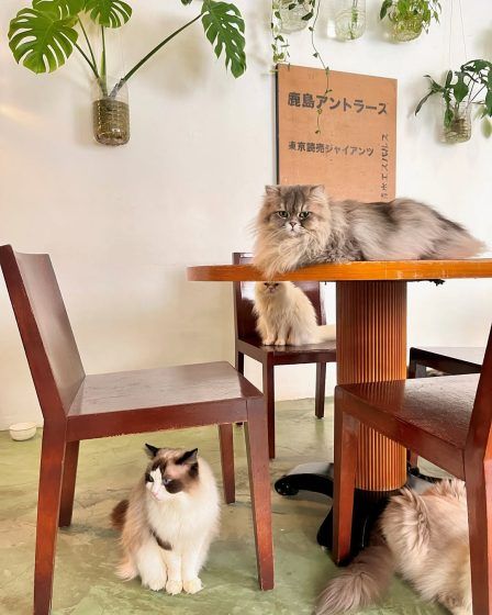 The best pet-friendly cafes in KL and PJ to bring your beloved pets to