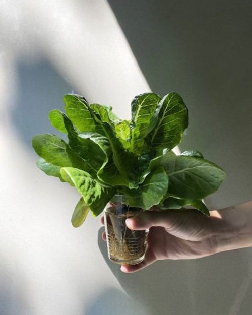 Get your dose of fresh greens with these vegetable delivery boxes in KL