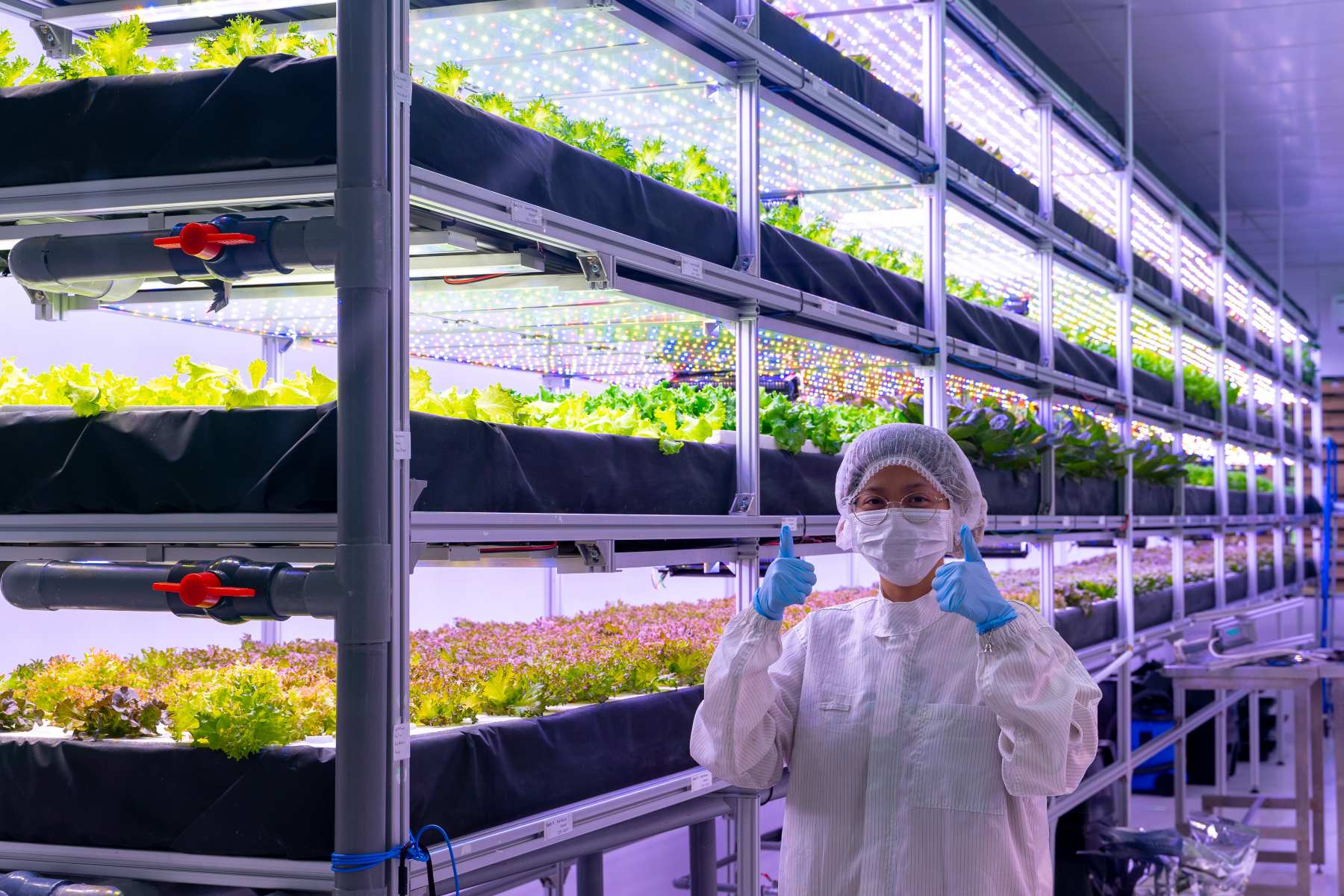 Have you checked out Vegetory, the indoor vertical farm in Bangsar?