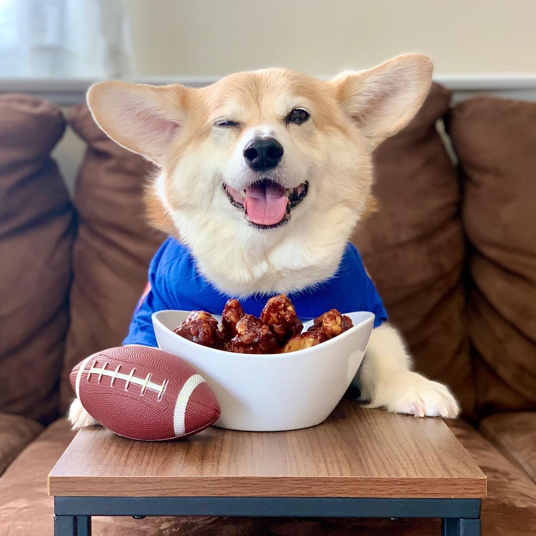 5 foodie dogs to follow on Instagram for a dose of cuteness