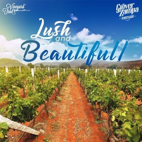 5 vineyards in India that will change your mind about Indian wine