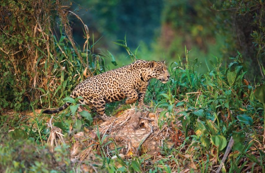 10 environmental charities you can donate to in a bid to save the planet