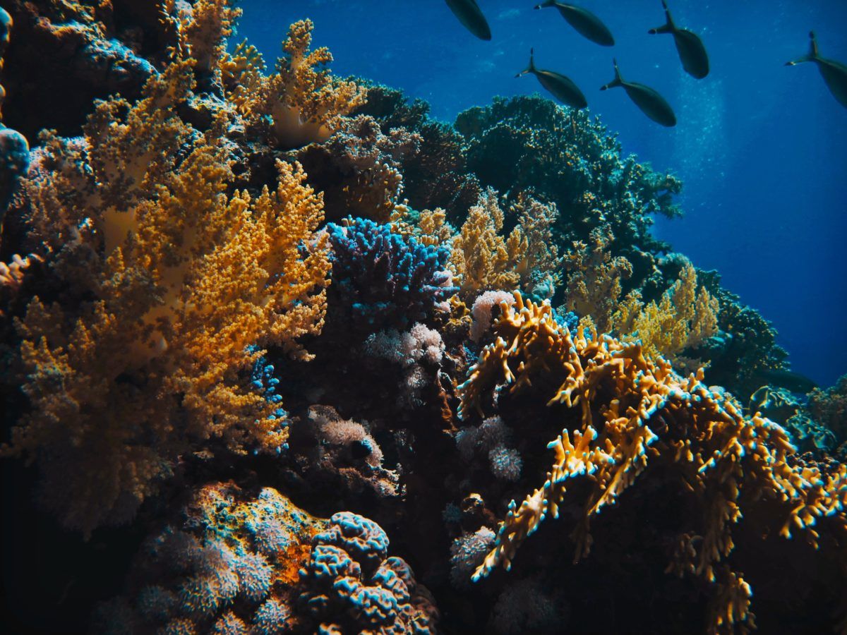 Cyprus is creating a virtual diving tour of Mediterranean wrecks and reefs