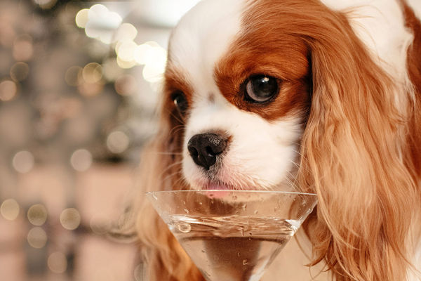This London bar makes non-alcoholic cocktails for dogs