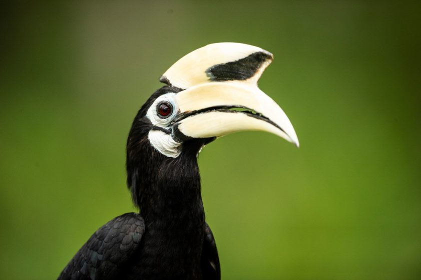 5 reasons why you need to watch BBC’s Eden: Untamed Planet