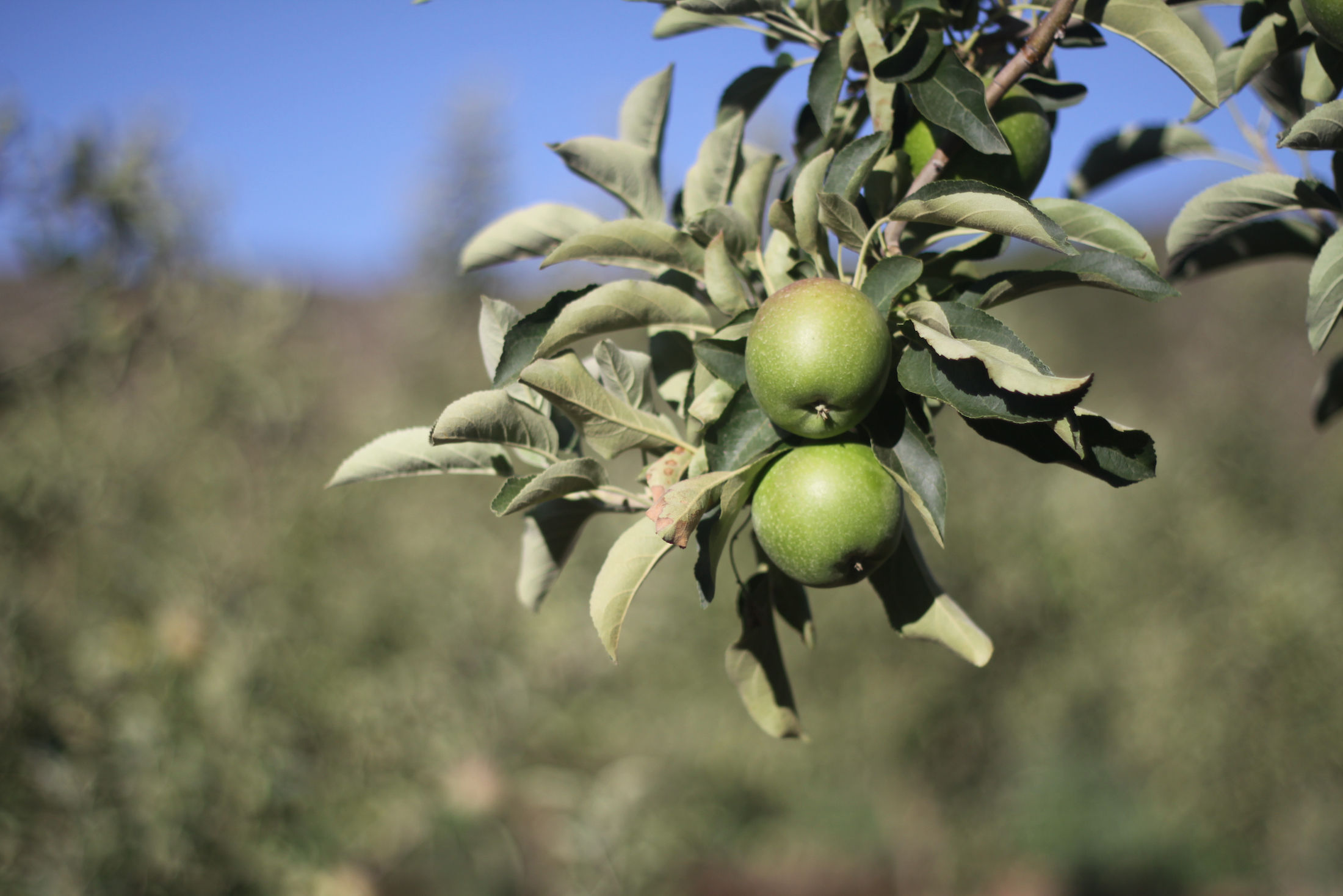 Marula – Africa's superfood, miracle fruit that does wonders for your skin