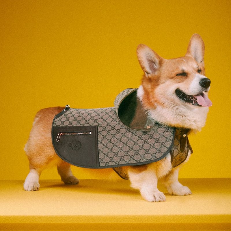 Gucci releases stylish pet collection featuring clothes and accessories
