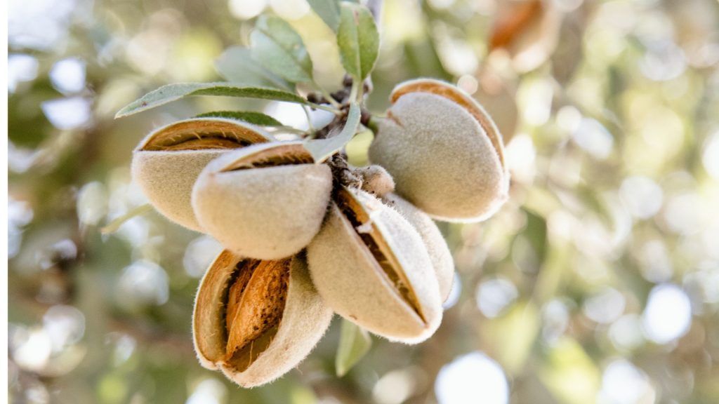 Almond benefits: How it's good for your skin and body