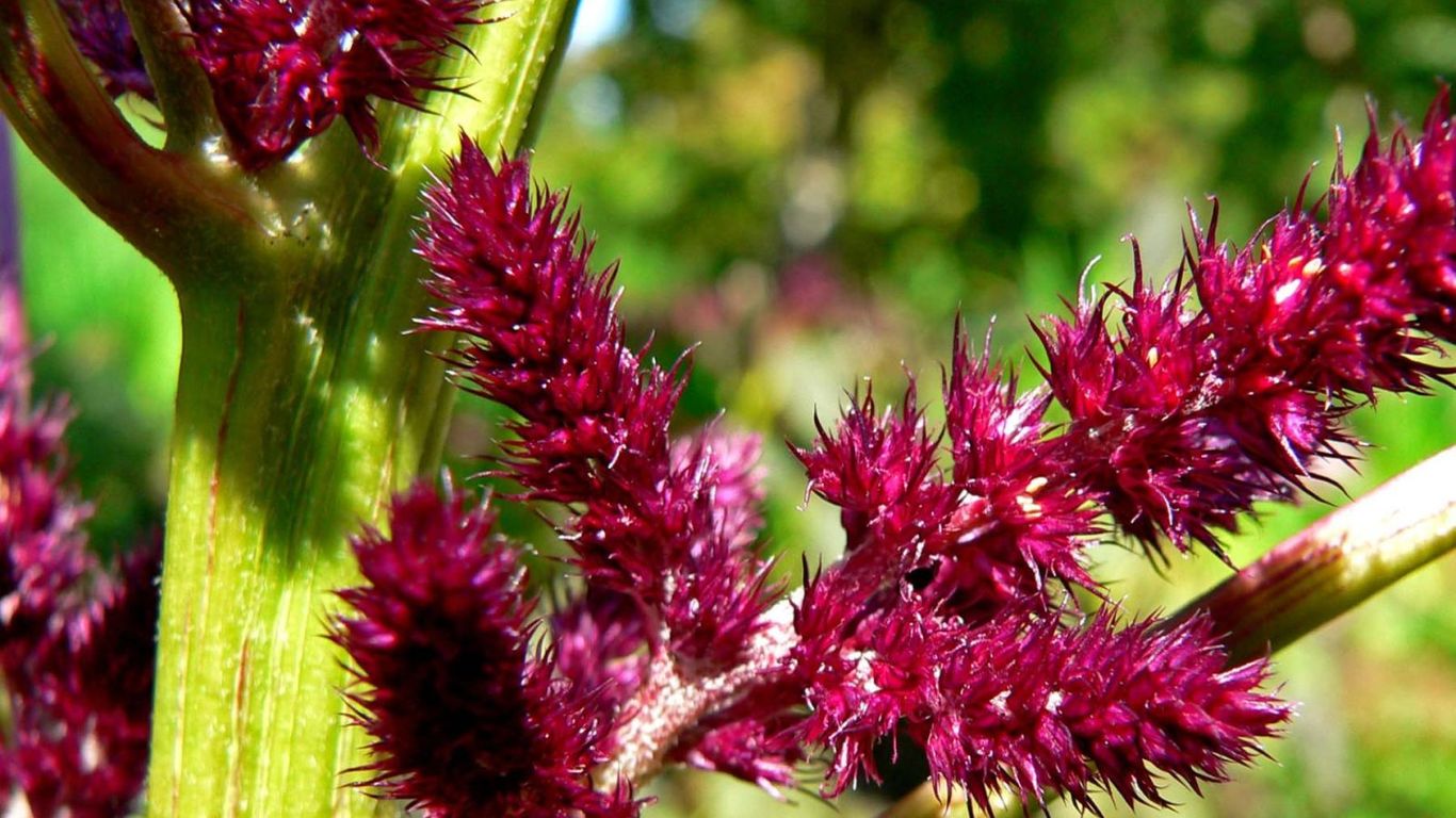 A guide to Amaranth, the versatile superfood grain