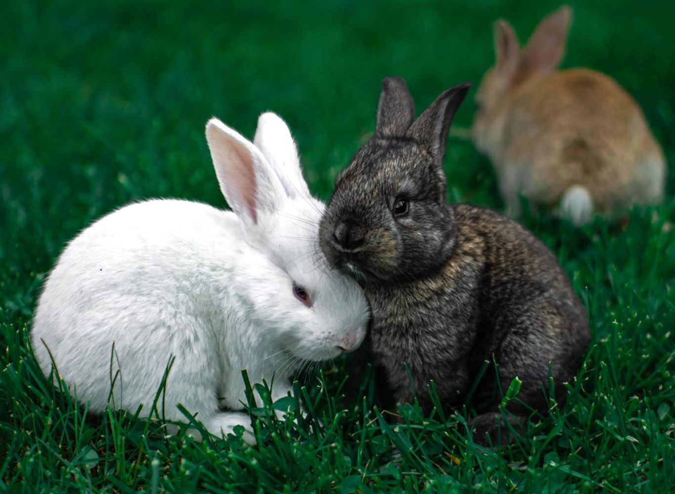 Chinese zodiac Year of the Rabbit: Personality traits, love life and more