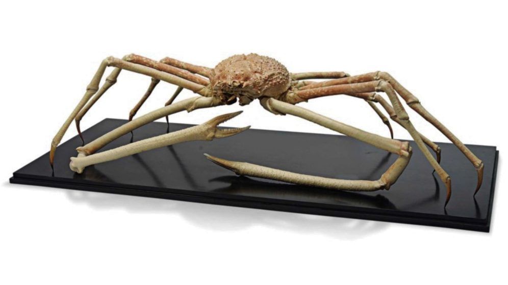 The most expensive edible crabs in the world you can feast on