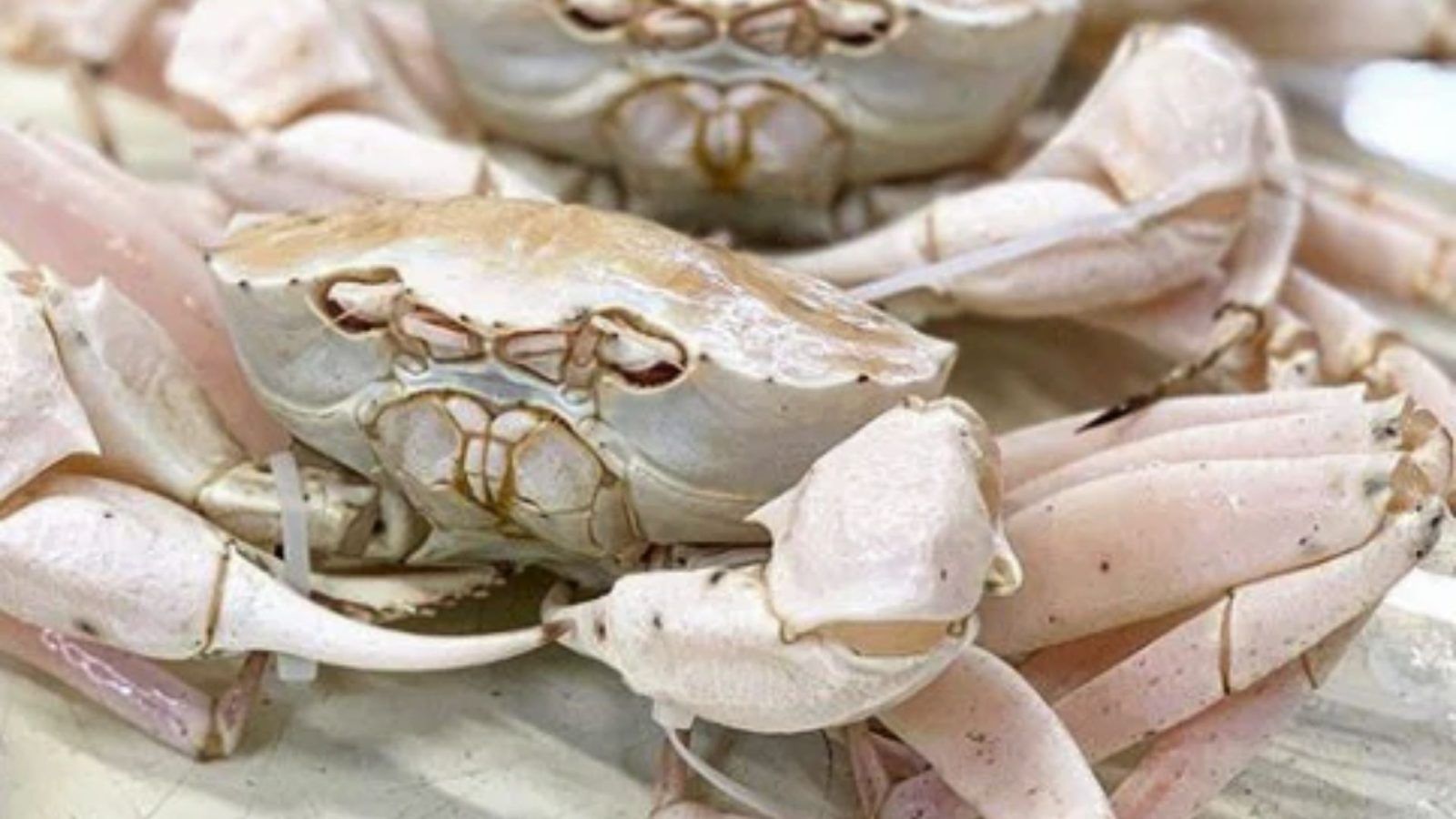 The most expensive edible crabs in the world you can feast on