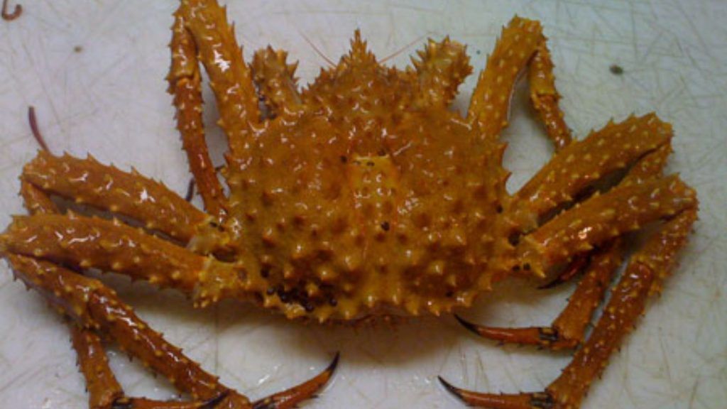 The most expensive edible crabs in the world you can feast on
