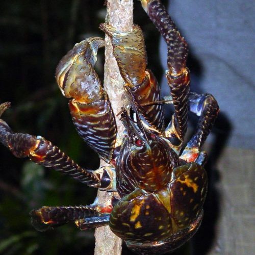 The most expensive edible crabs in the world you can feast on