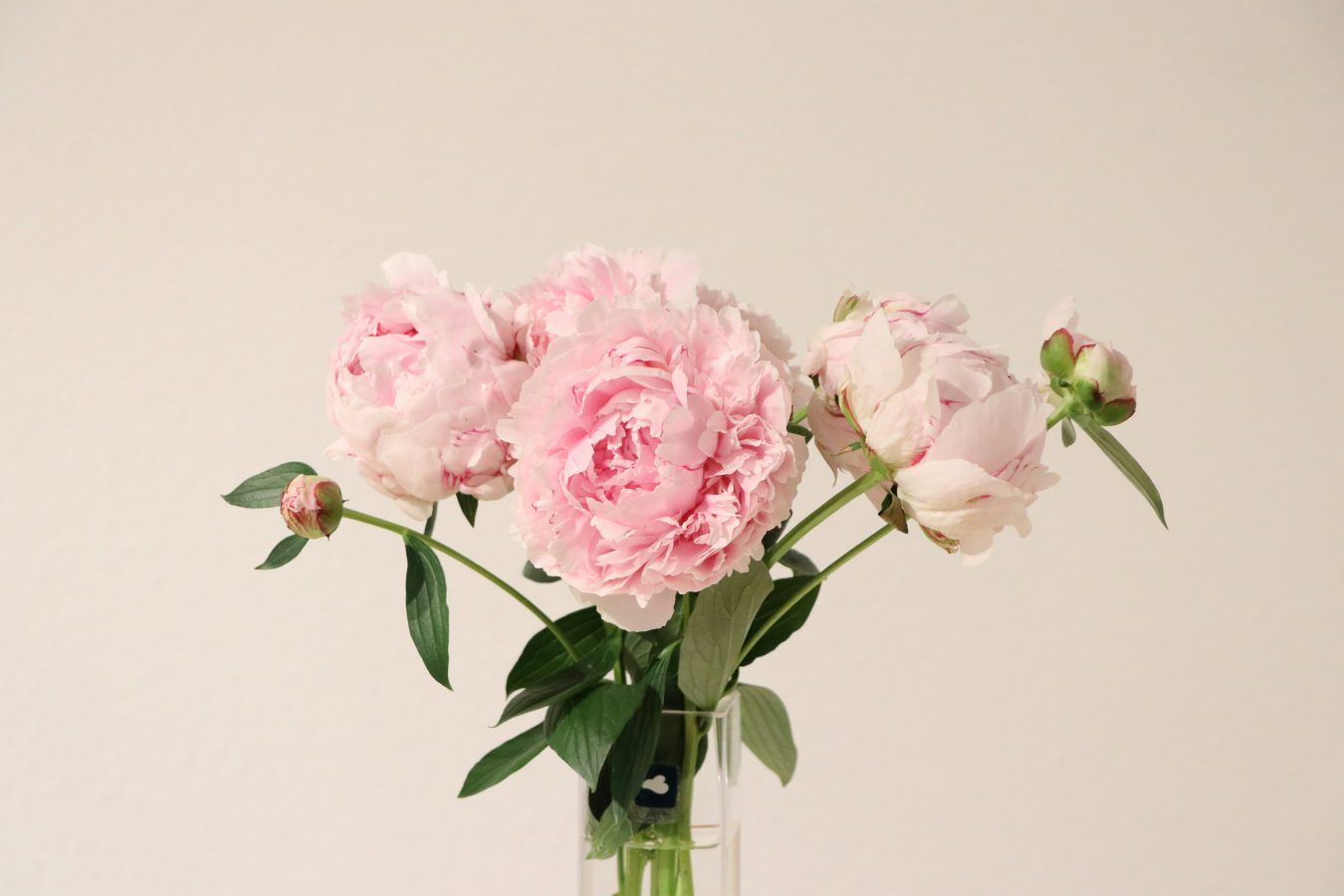 7 Best alternatives to roses to surprise your partner with on Valentine ...