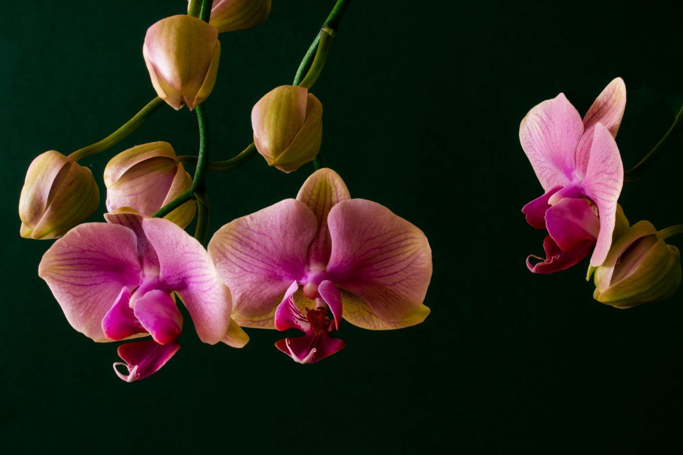 7 Best alternatives to roses to surprise your partner with on Valentine ...