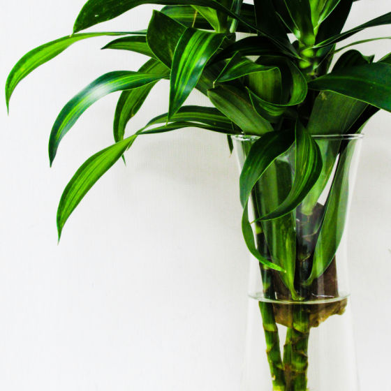 Chinese New Year plants you need to usher luck and abundance in 2024