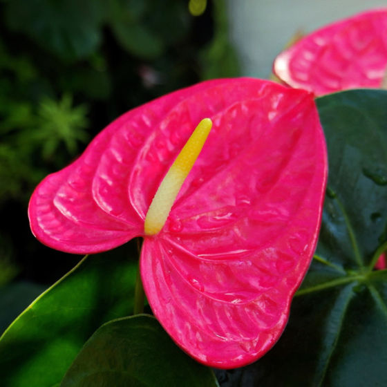 Chinese New Year plants you need to usher luck and abundance in 2024