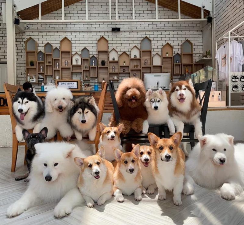 best dog cafes in Bangkok for a fluffy, relaxing afternoon - Lifestyle Asia KL