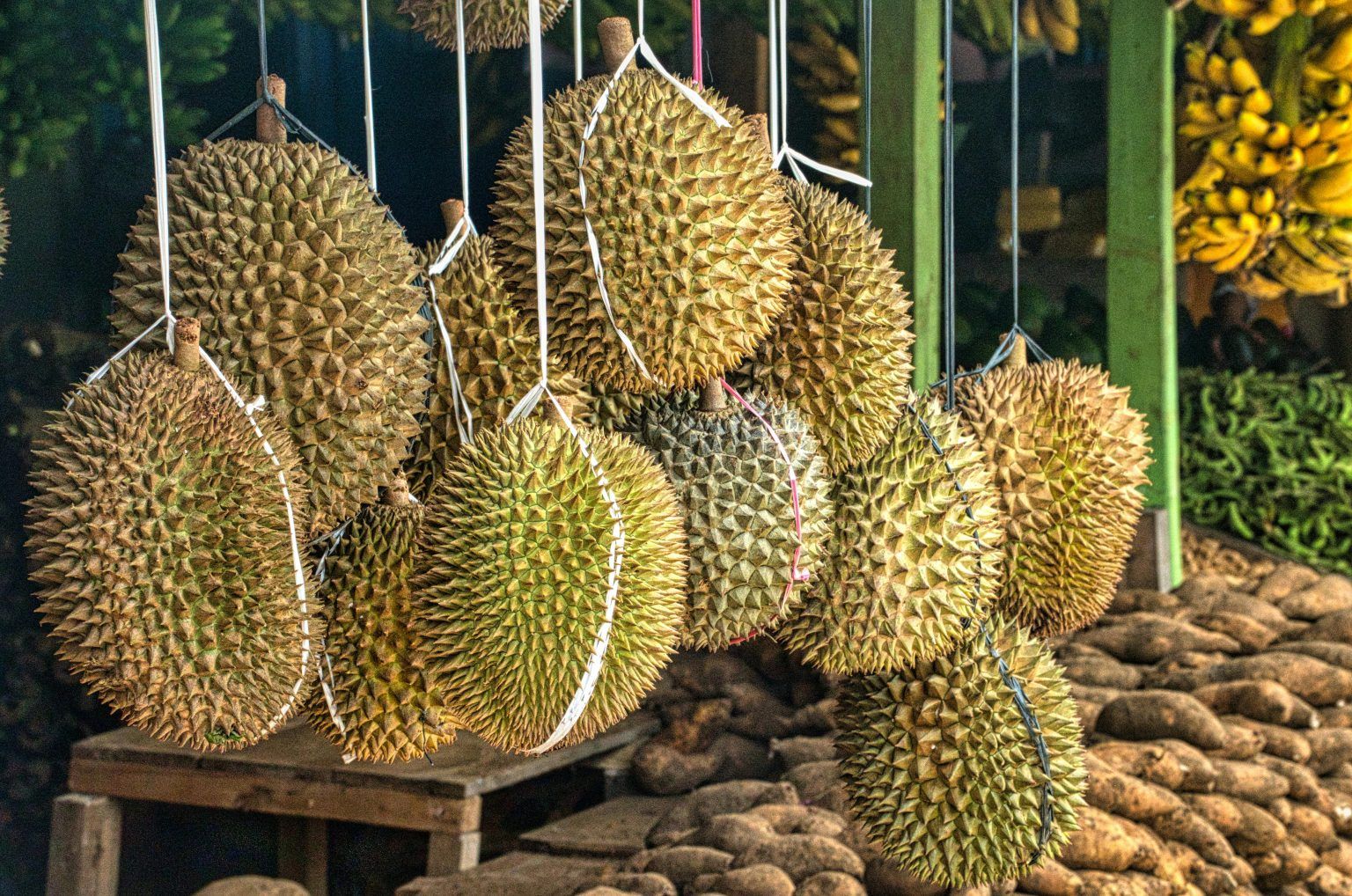 Malaysia durian season: Common varieties and how to pick the best ones