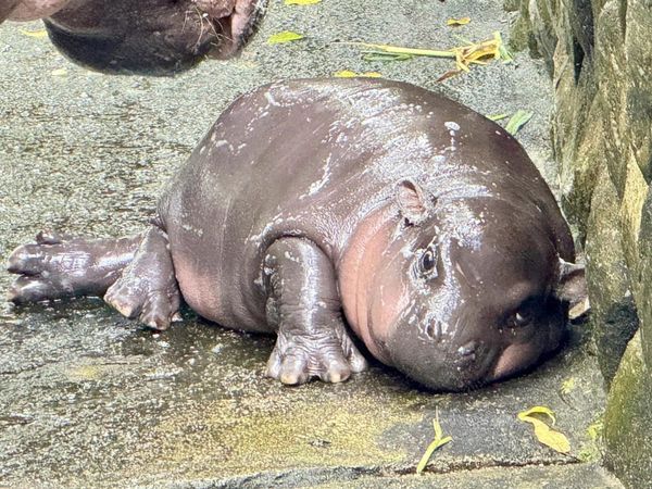 How to visit Moo Deng: Location, transportation, and price | Lifestyle ...