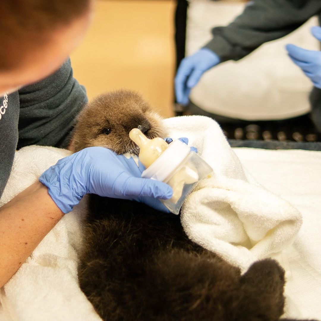 Moo Deng to Lin Bing: Most famous zoo animals around the world ...