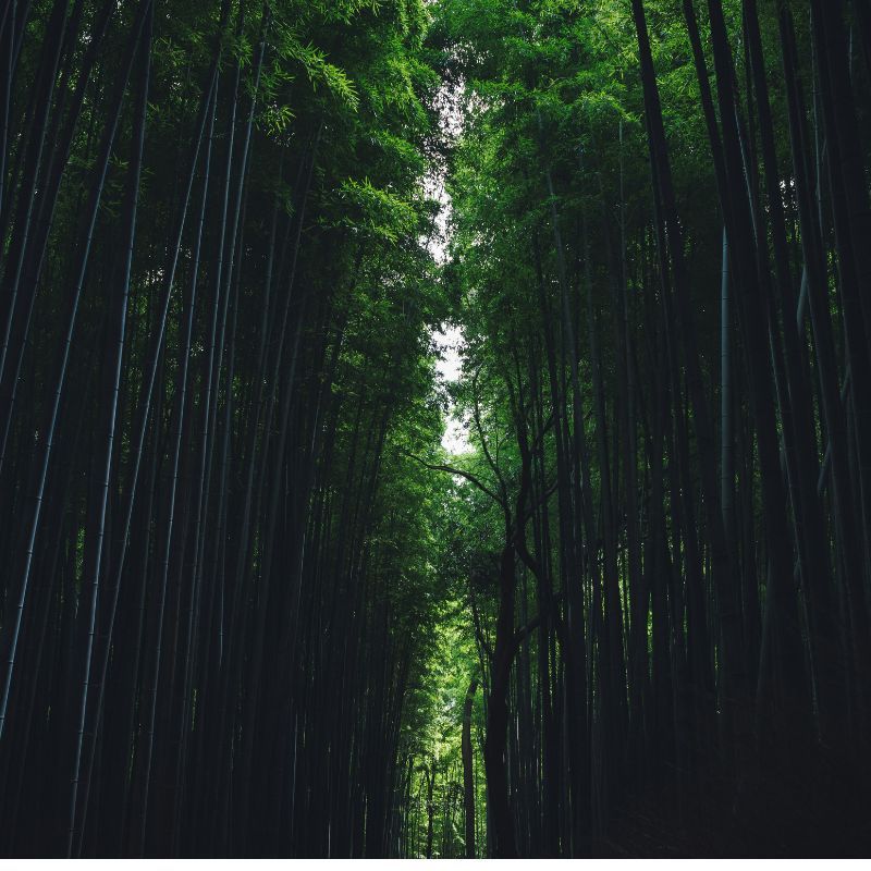 Exploring Japan’s forests: Bamboo groves to lush woods | Lifestyle Asia KL