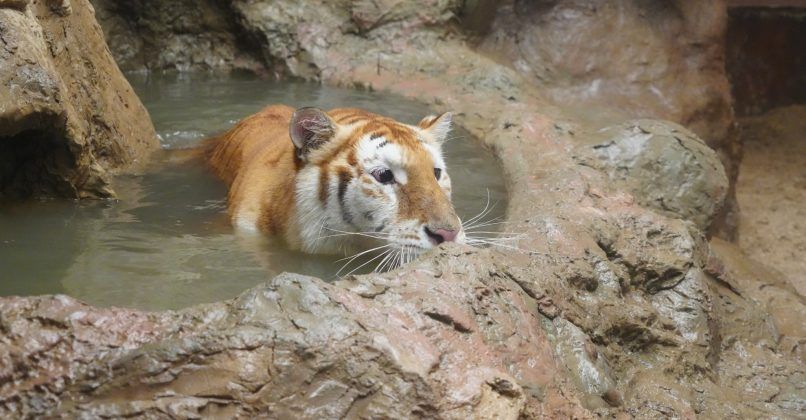 Ava and the golden tiger breed: All you need to know | Lifestyle Asia KL