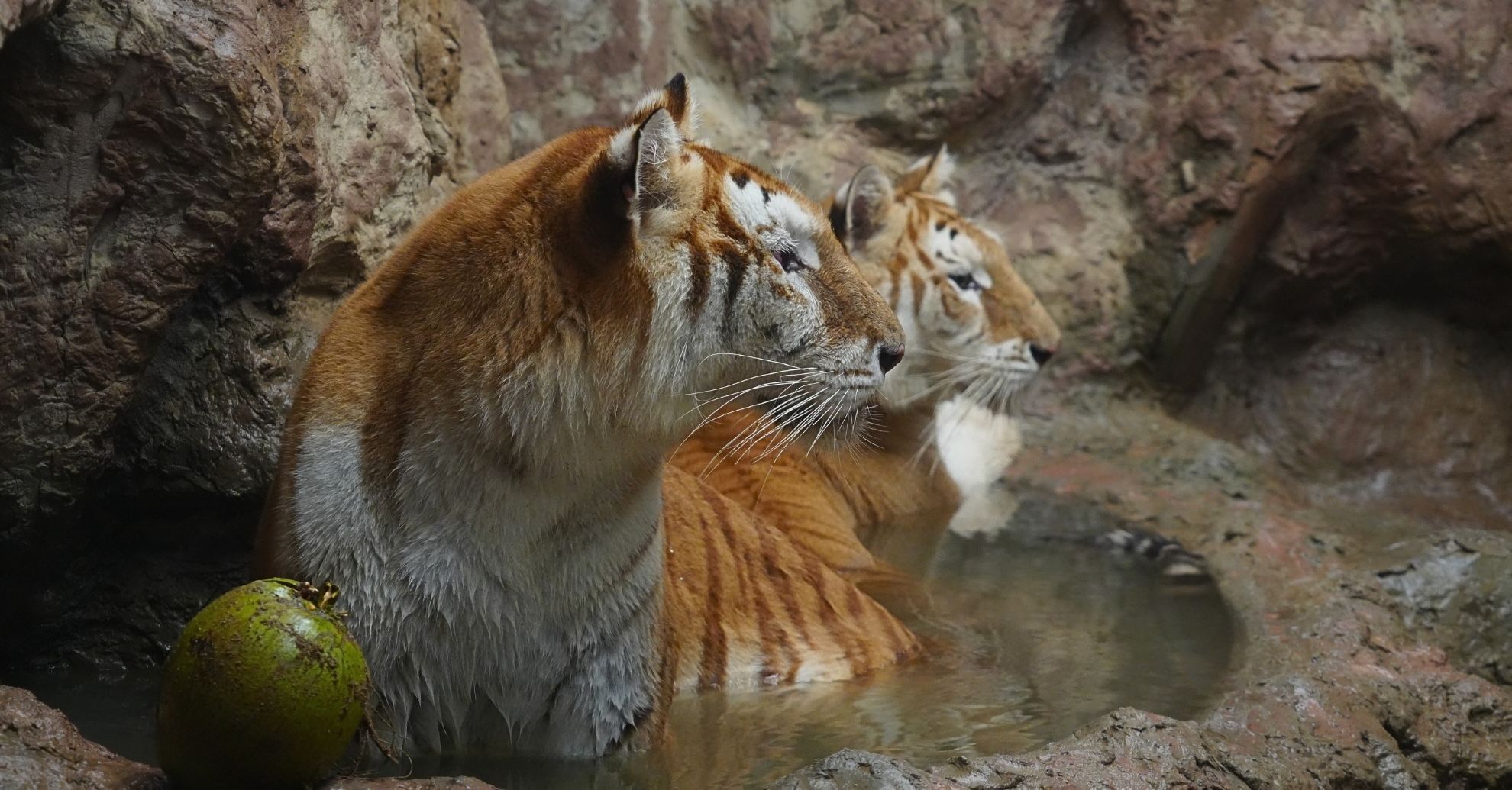 Ava and the golden tiger breed: All you need to know | Lifestyle Asia KL