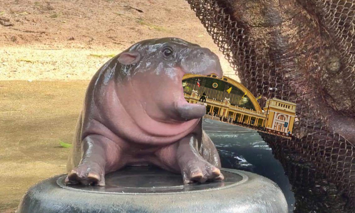 Moo Deng to take over Bangkok with Bangkok Illumination Festival 2024