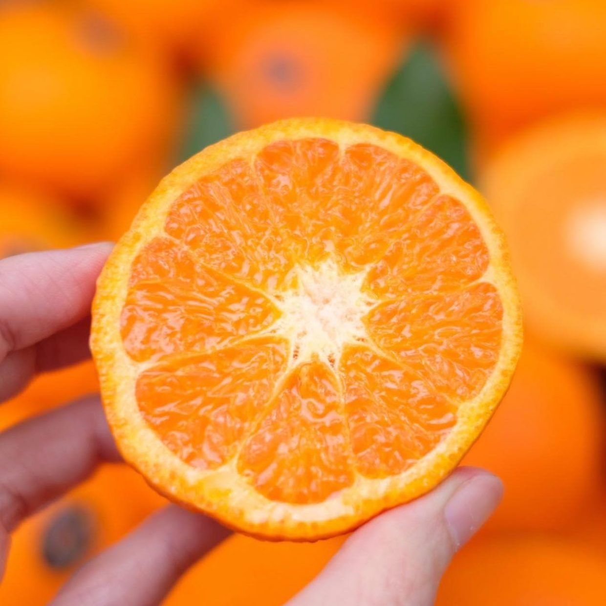 Mandarin orange guide: Which should you buy this CNY