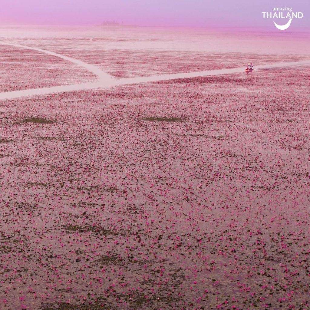 How to visit Thailand's Red Lotus Sea in the viral Lisa tourism campaign
