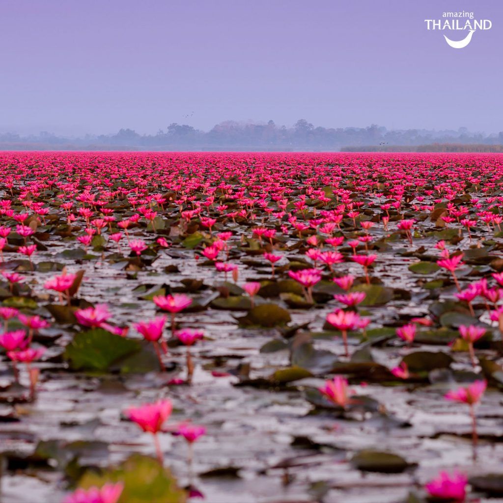 How to visit Thailand's Red Lotus Sea in the viral Lisa tourism campaign