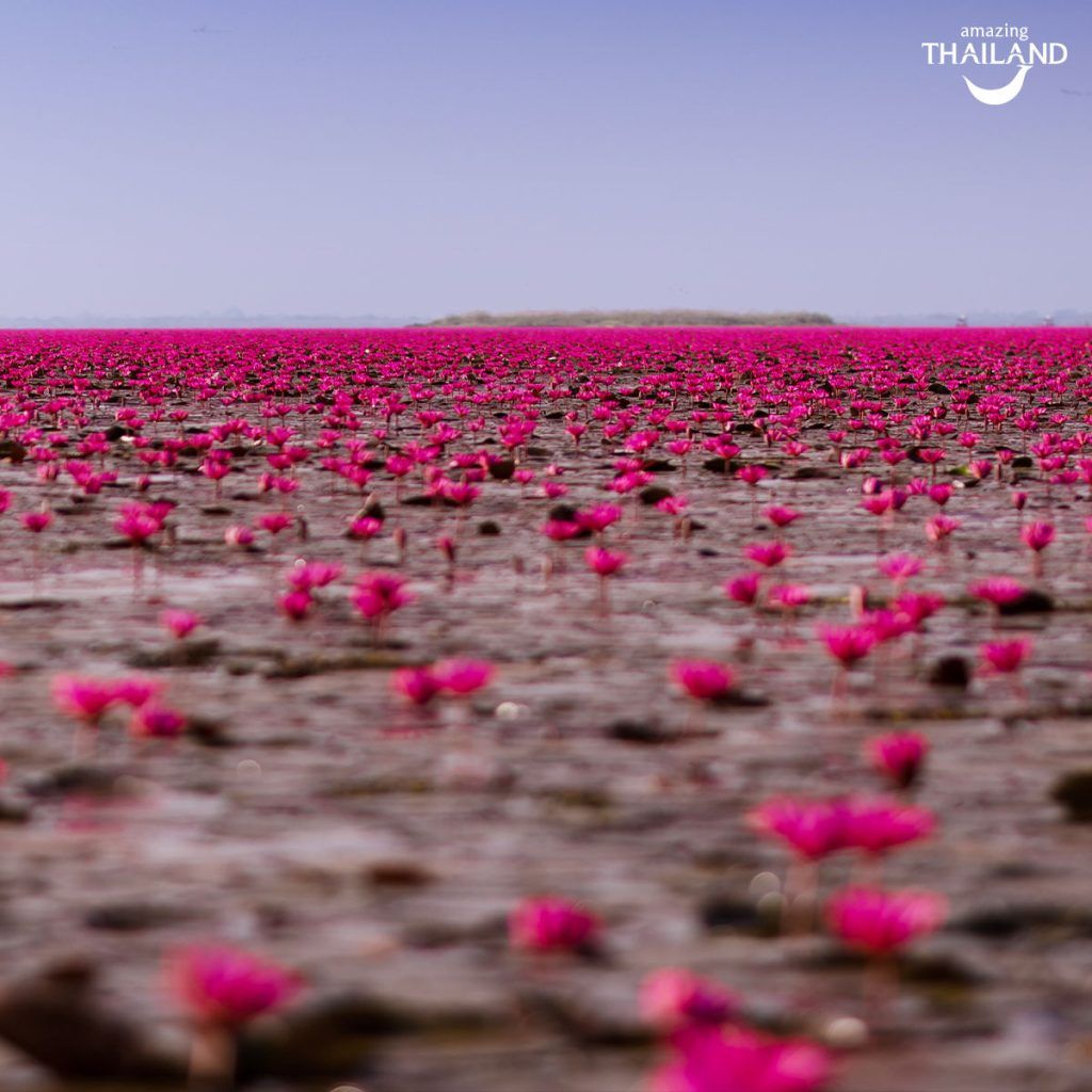How to visit Thailand's Red Lotus Sea in the viral Lisa tourism campaign