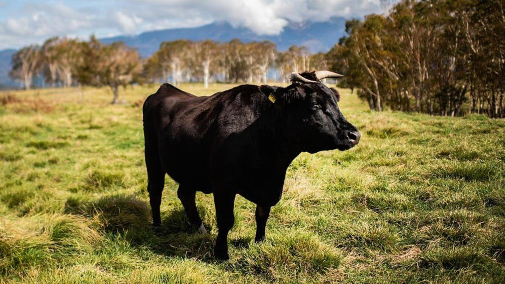 The ultimate guide to Japanese wagyu