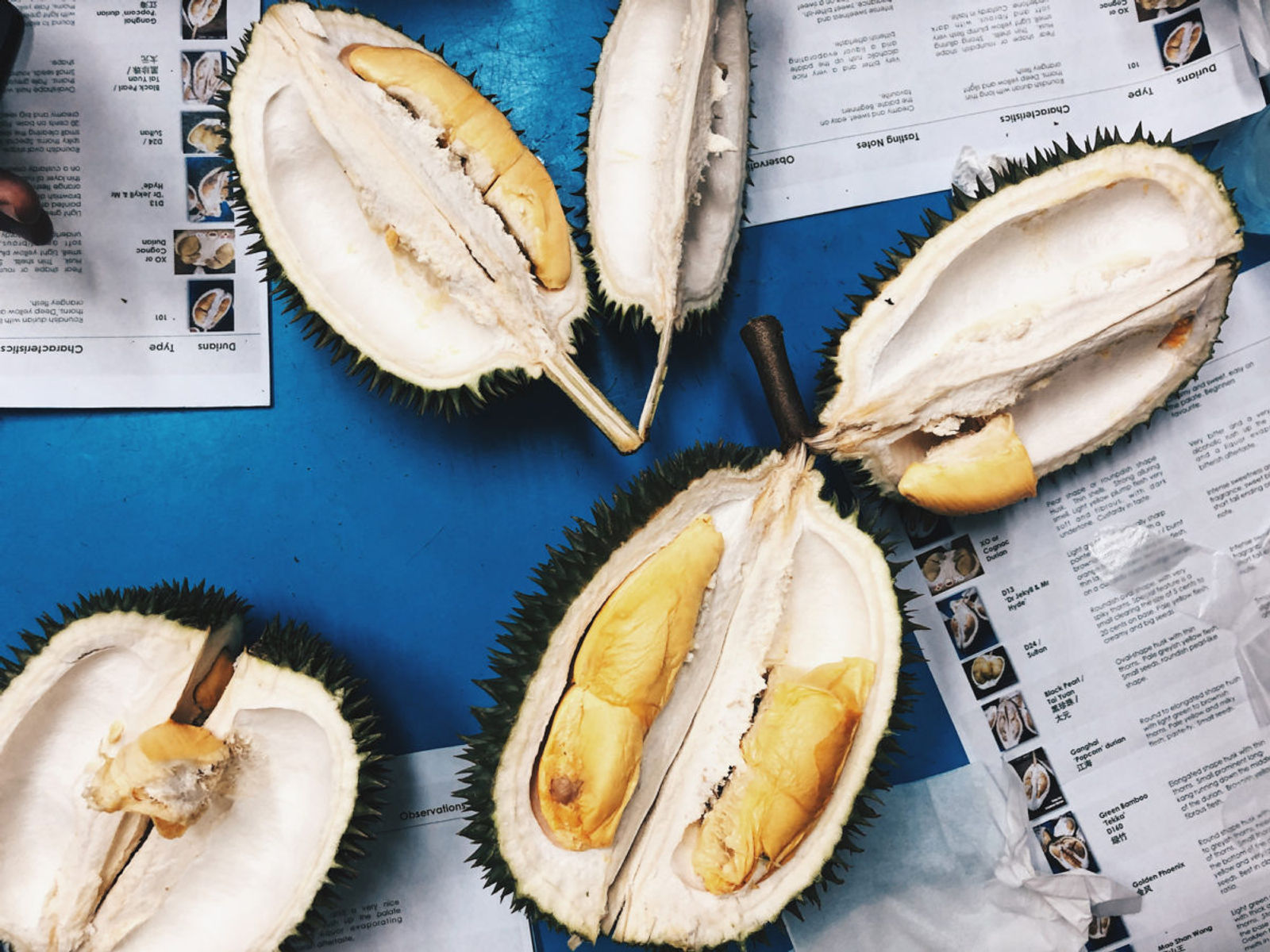 A cheatsheet on major durian varietals and how they compare