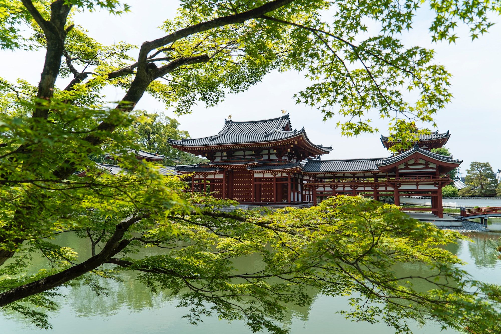 Your complete guide to matcha, the ultimate superfood