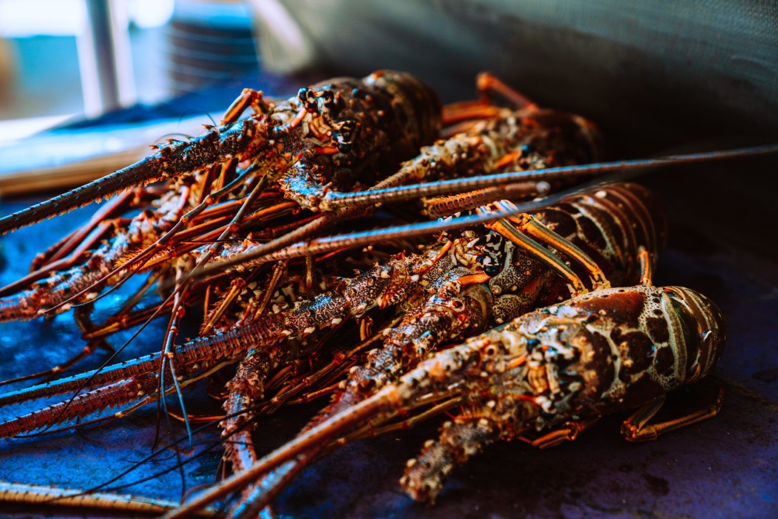 Everything you've ever needed to know about lobster