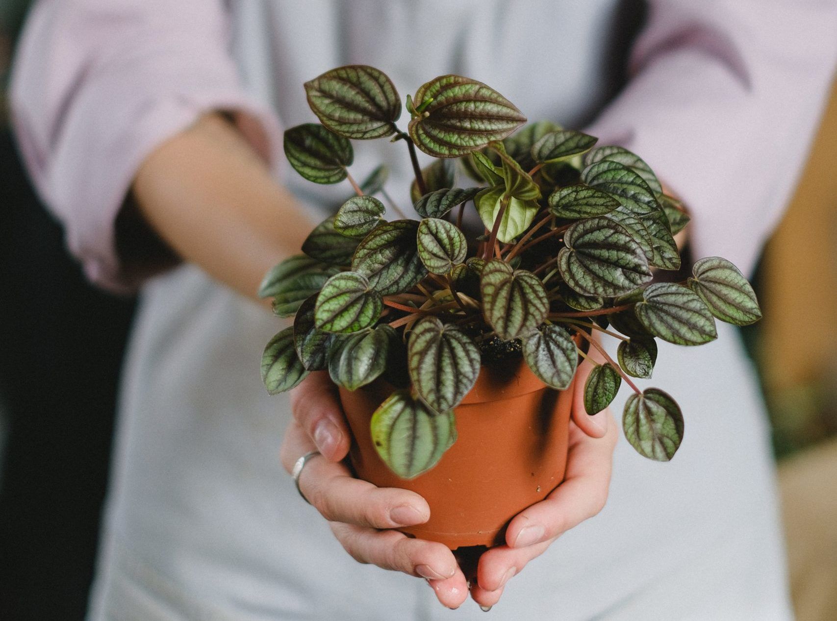 A beginner's guide to indoor house plants and where to get them in ...