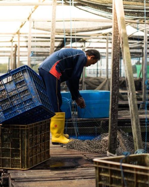 Here are the best local fish farms in Singapore that deliver to your ...