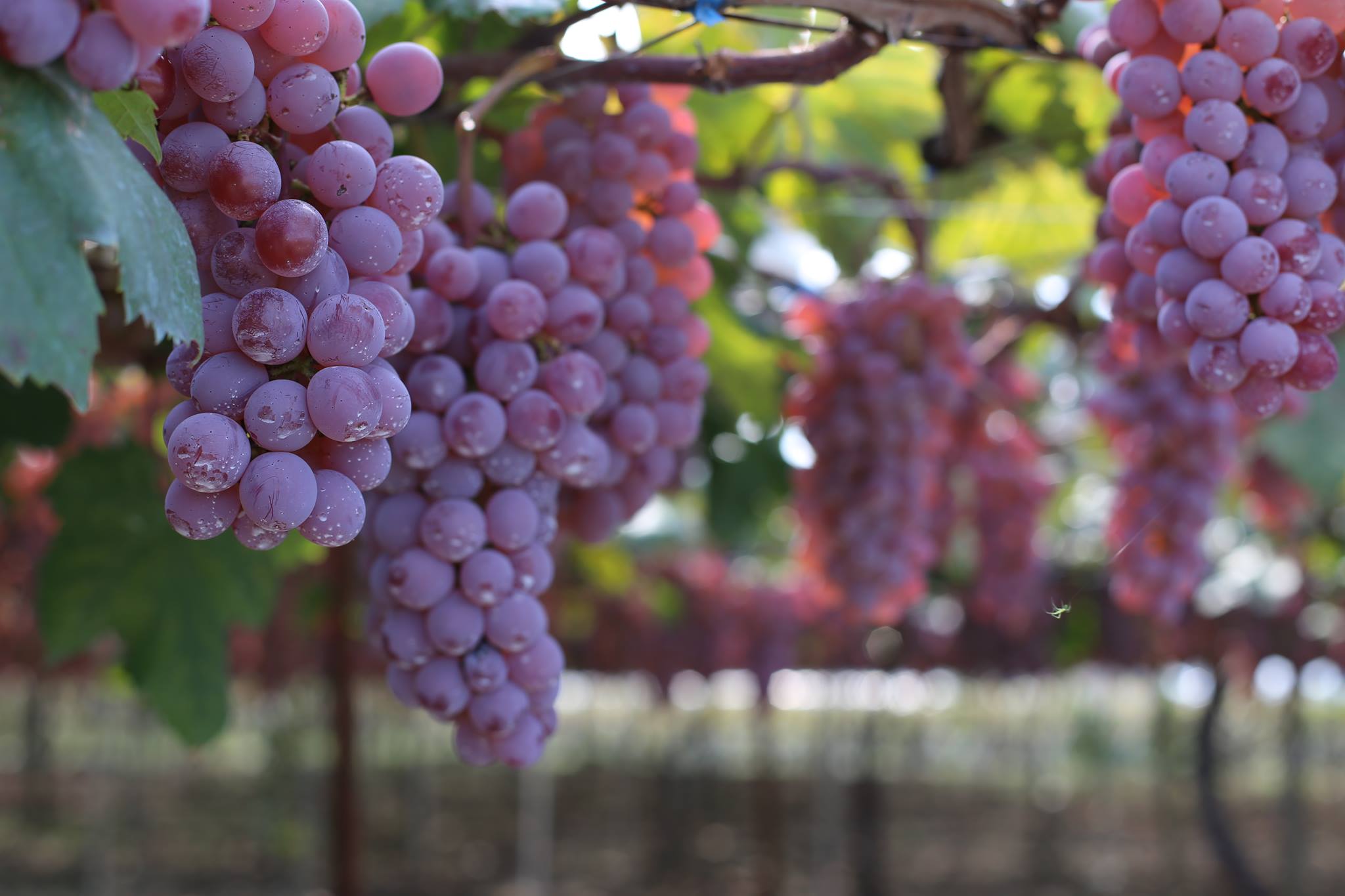 The secret history of Japanese wine and how it's made today