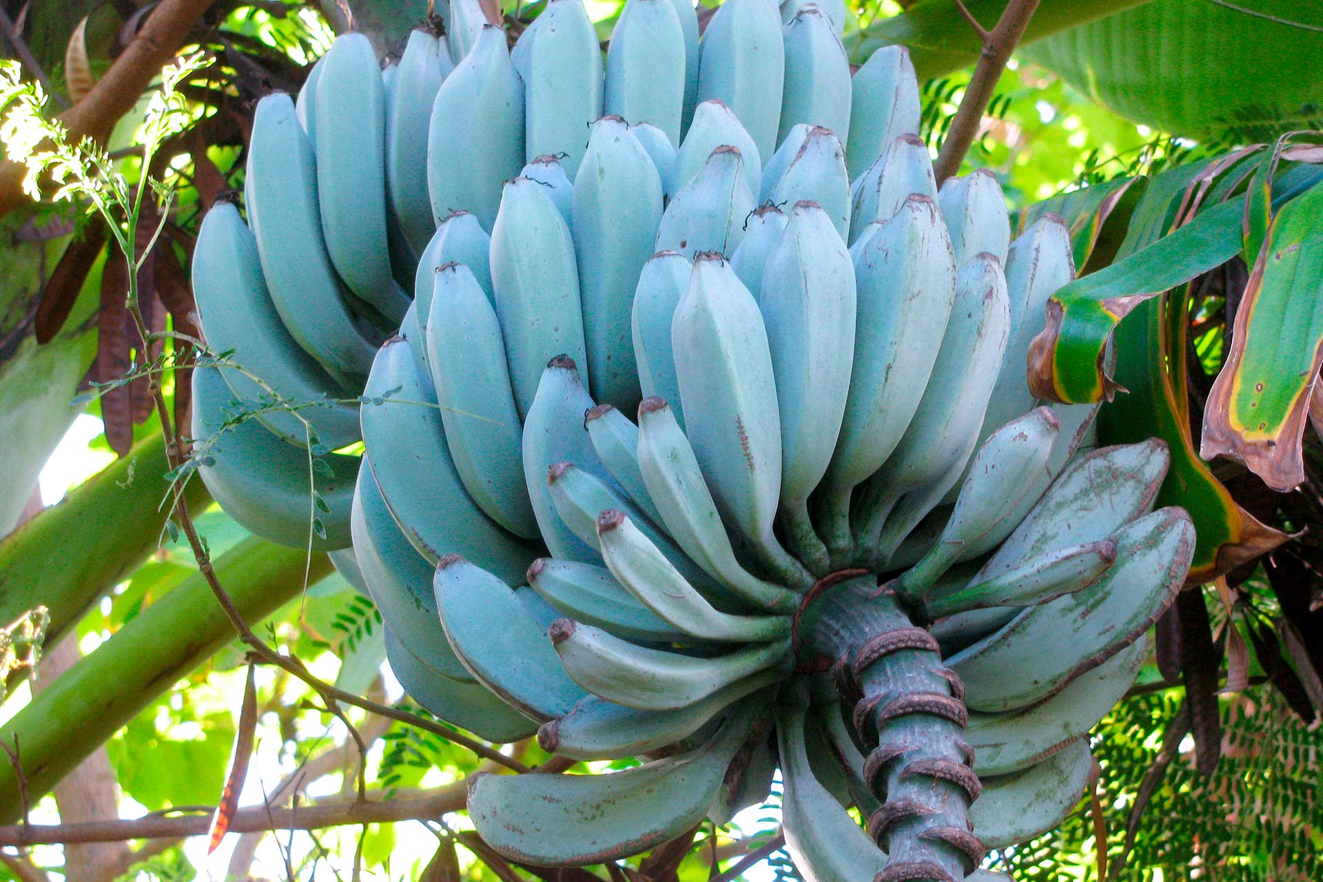 Blue bananas are a thing -- here's what they taste like