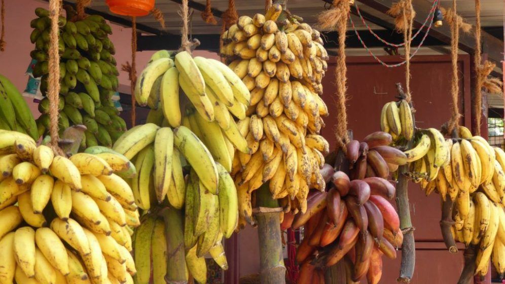 Health benefits of bananas, nutritional value, healthy recipes, and ...